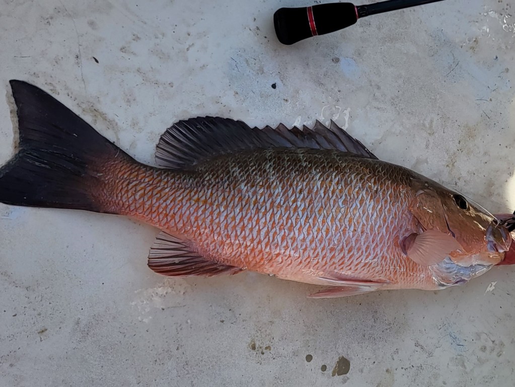 The Gulf of Mexico – Snapperzz.com