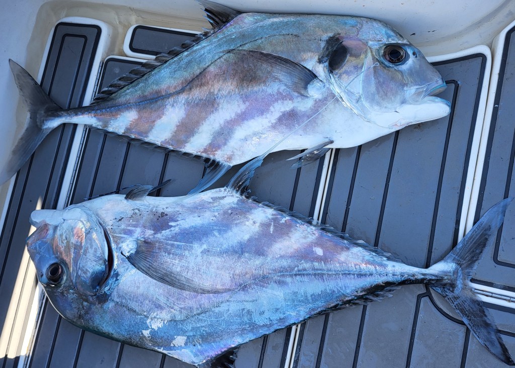 Bucket List African Pompano – Snapperzz.com