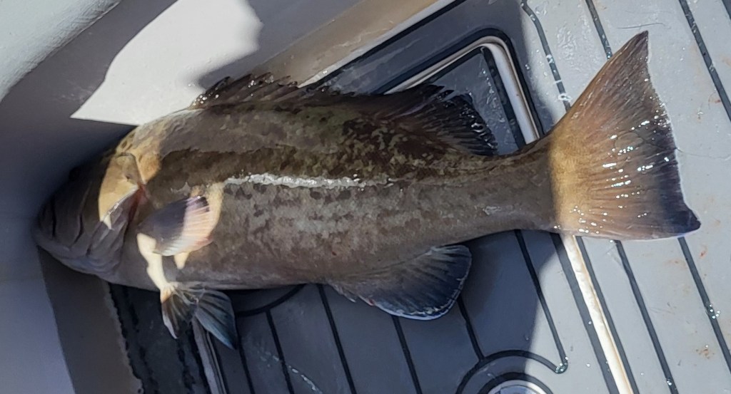 A Quick Shot at Gags and a Mingo Fest in the Panhandle – Snapperzz.com