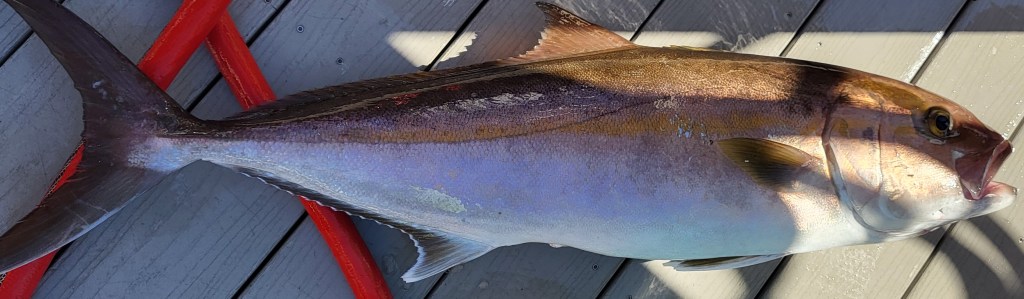 A Quick Shot at Gags and a Mingo Fest in the Panhandle – Snapperzz.com