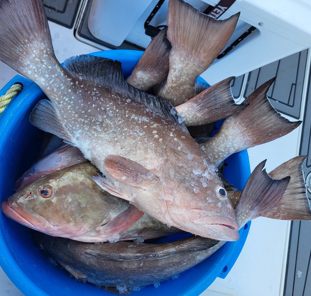 Red Grouper and Crappie – Snapperzz.com
